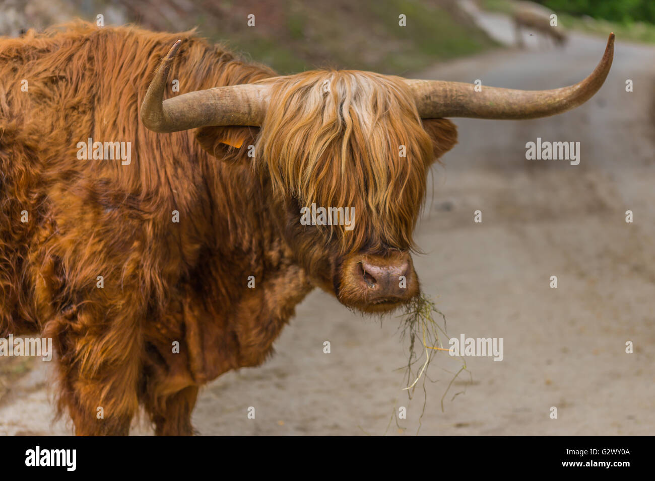 Scottish nose hi-res stock photography and images - Alamy