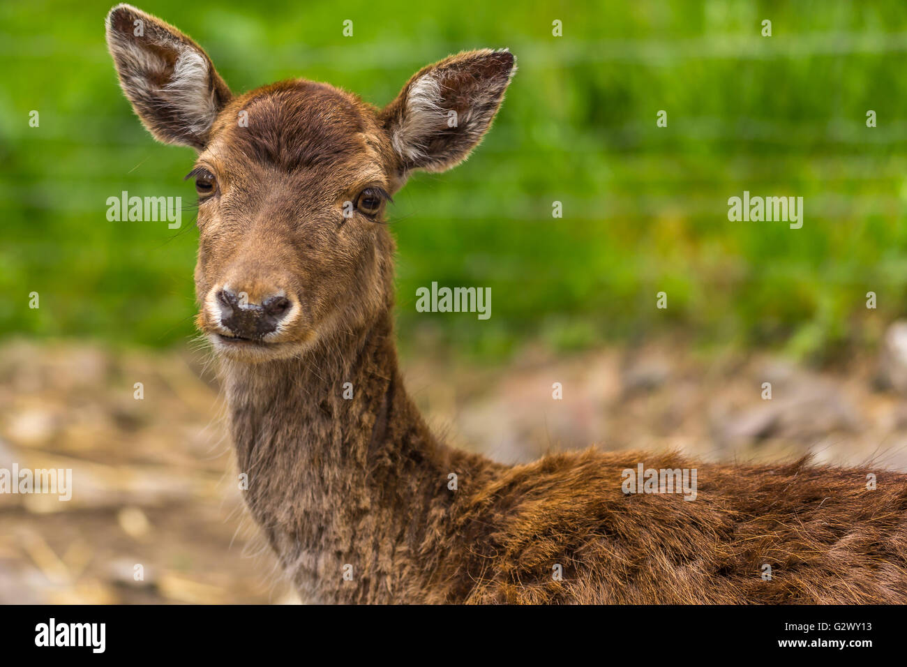 Beautiful hart for the camera Stock Photo - Alamy