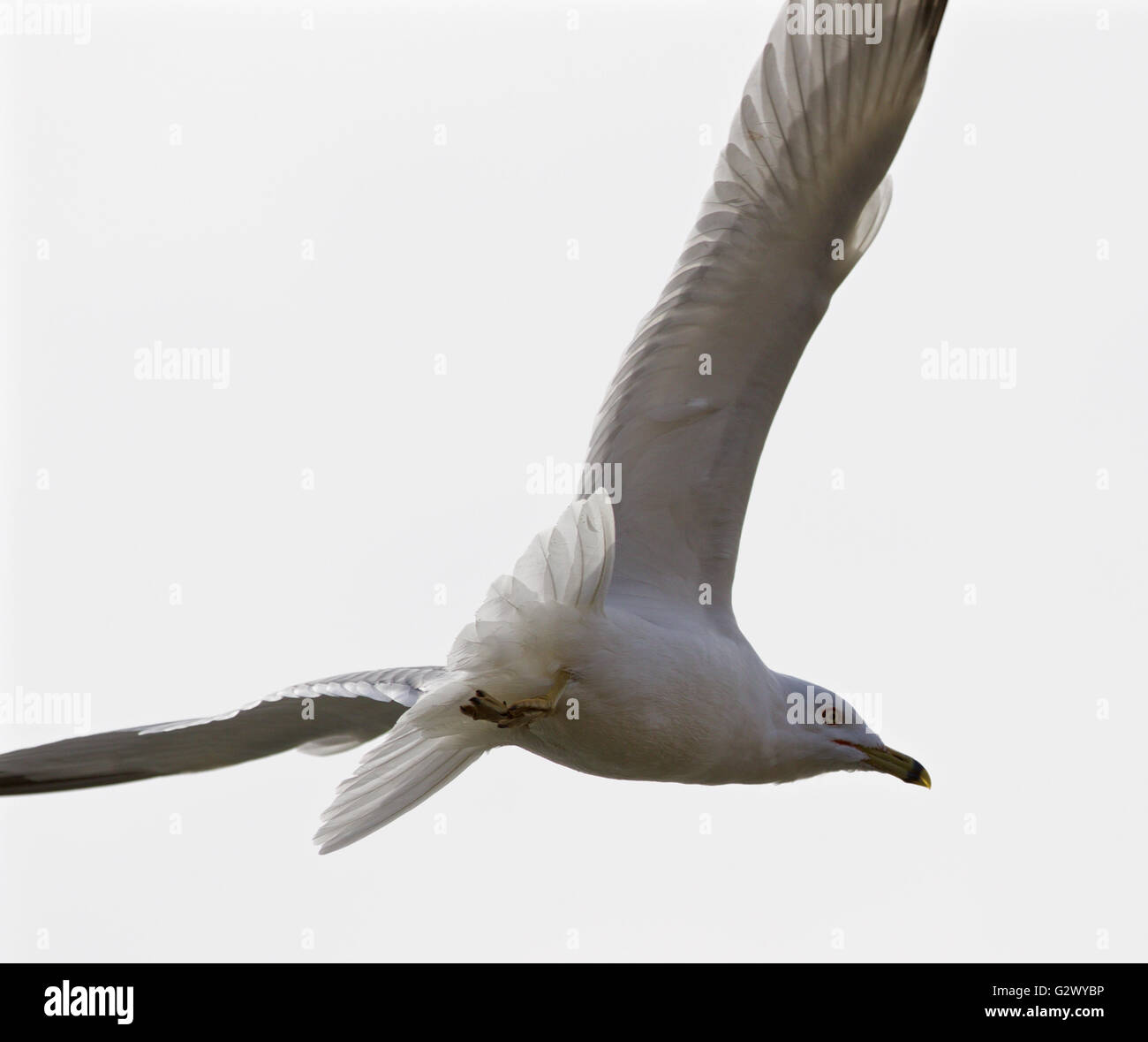 Beautiful isolated picture of the gull turning in the sky Stock Photo ...