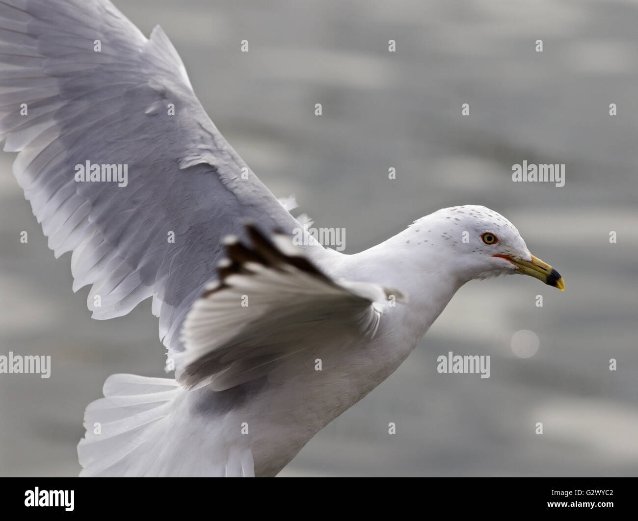 Gull photo hi-res stock photography and images - Alamy