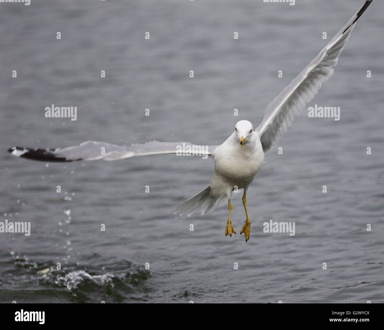 Picture of a bird hi-res stock photography and images - Alamy