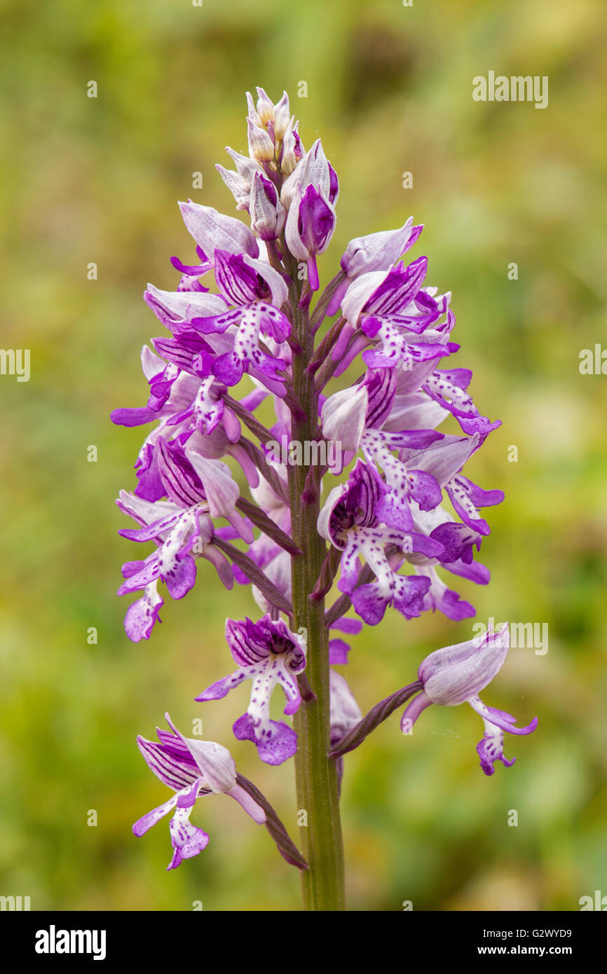 Graham reserve hi-res stock photography and images - Alamy