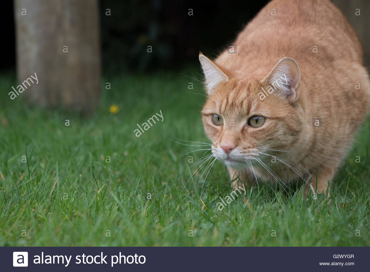 Cat Pouncing Stock Photos & Cat Pouncing Stock Images - Alamy