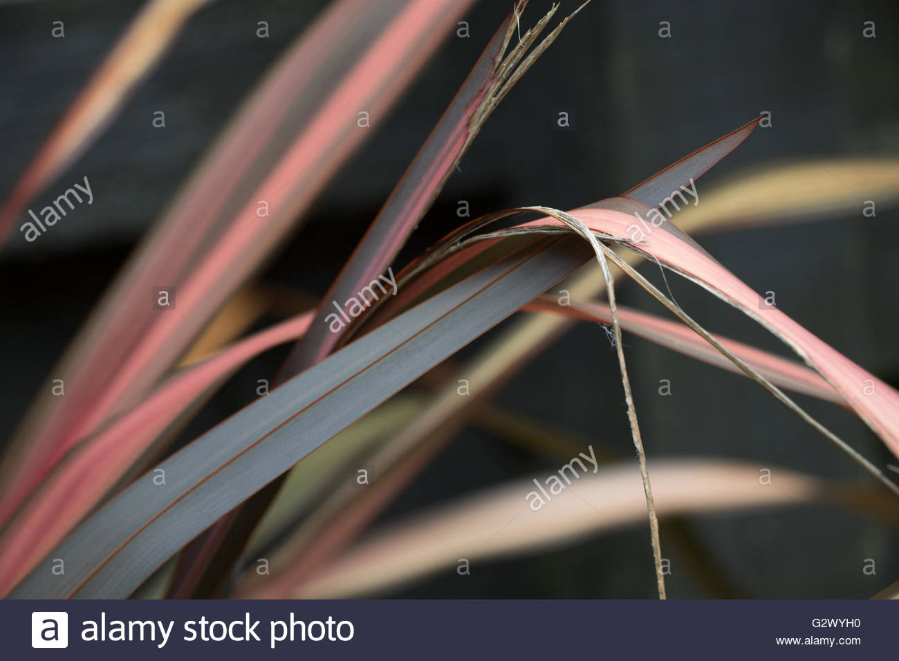 New Zealand Flax Stock Photos & New Zealand Flax Stock Images - Alamy