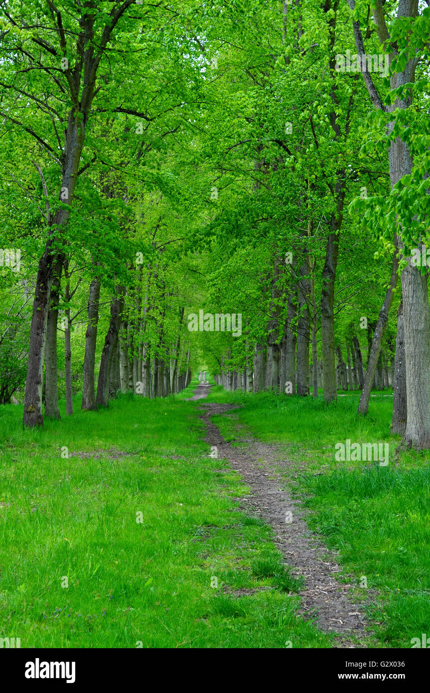 Green forest at the Gardens of Versailles Stock Photo - Alamy