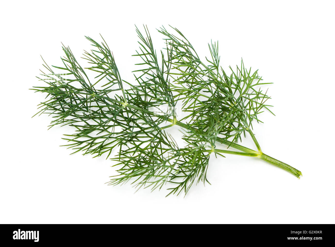 Fresh Dill (Anethum graveolens) on a white background Stock Photo - Alamy