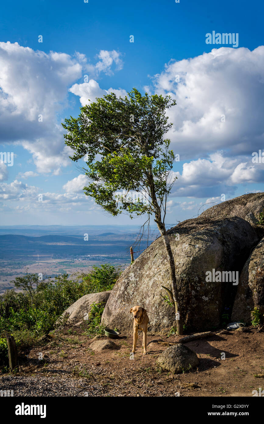 Dog tied to a tree, Pernambuco, Brazil Stock Photo - Alamy