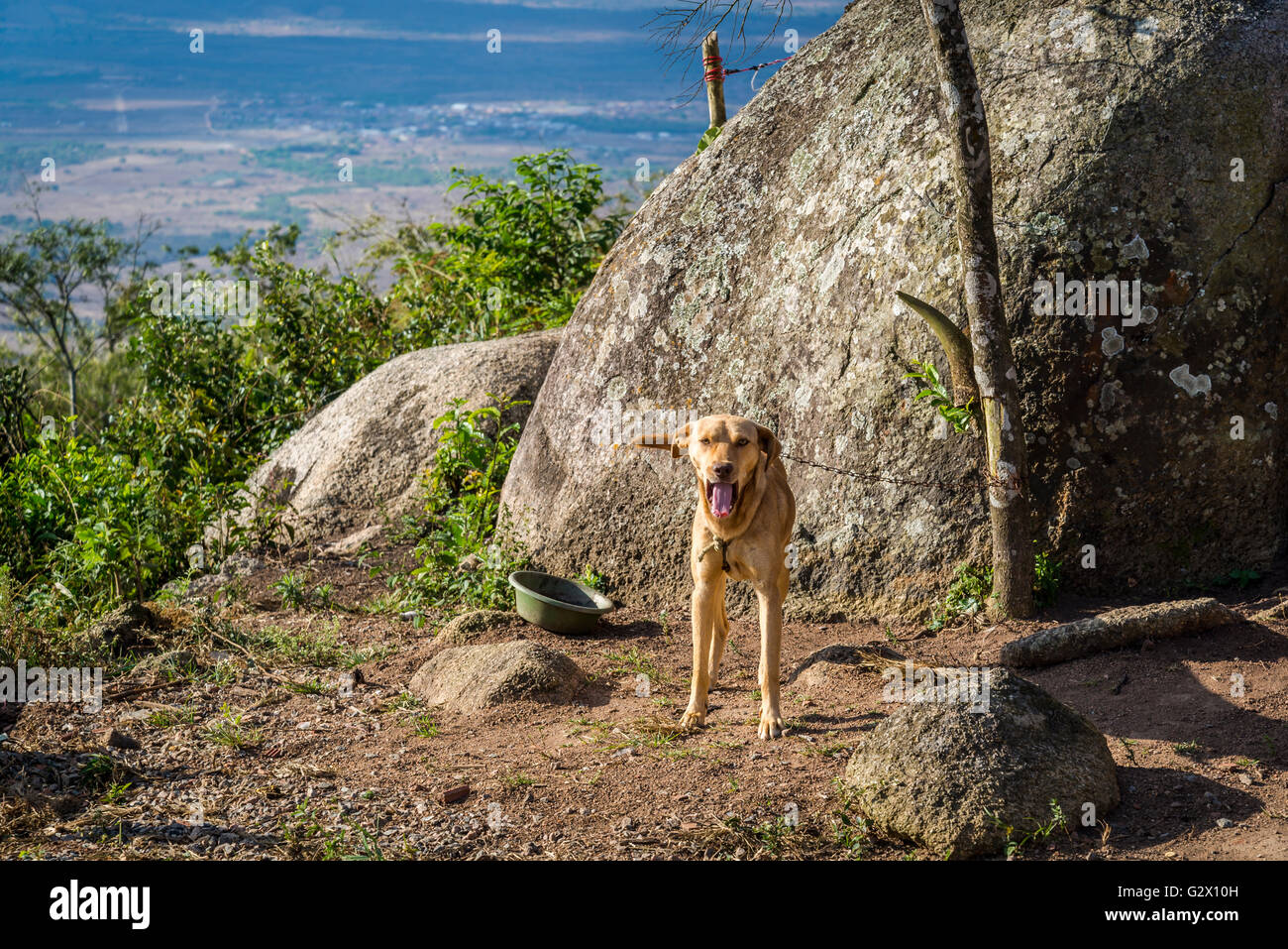 Dog tied to a tree, Pernambuco, Brazil Stock Photo - Alamy