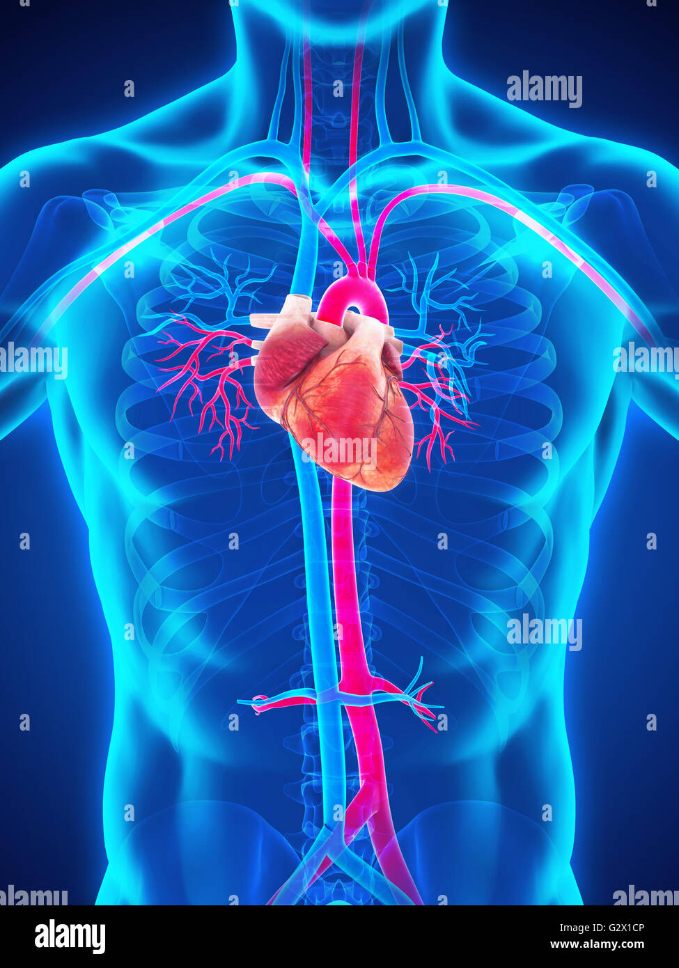 Human Heart Anatomy Stock Photo - Alamy