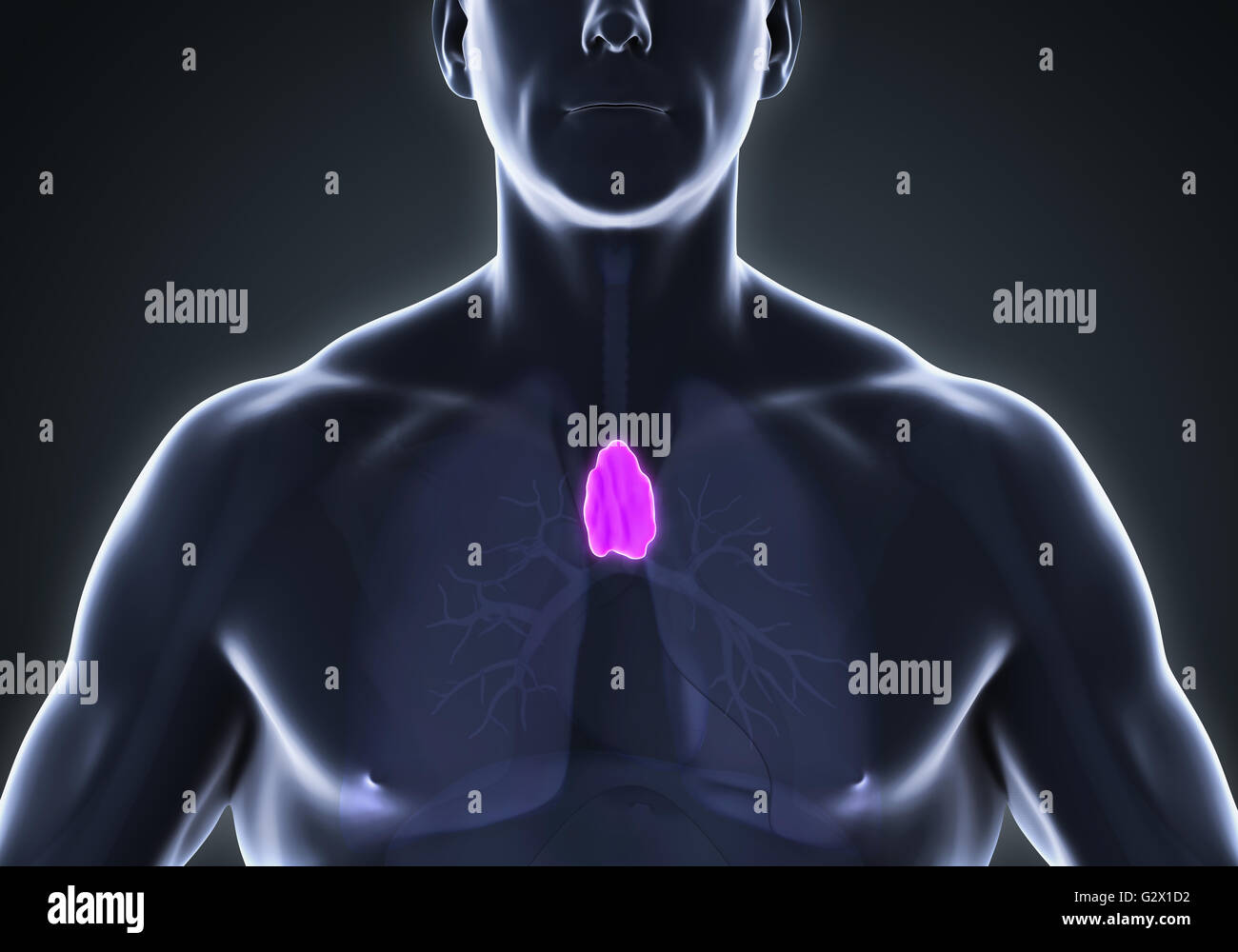 The Thymus And The Thyroid Gland High Resolution Stock Photography and ...