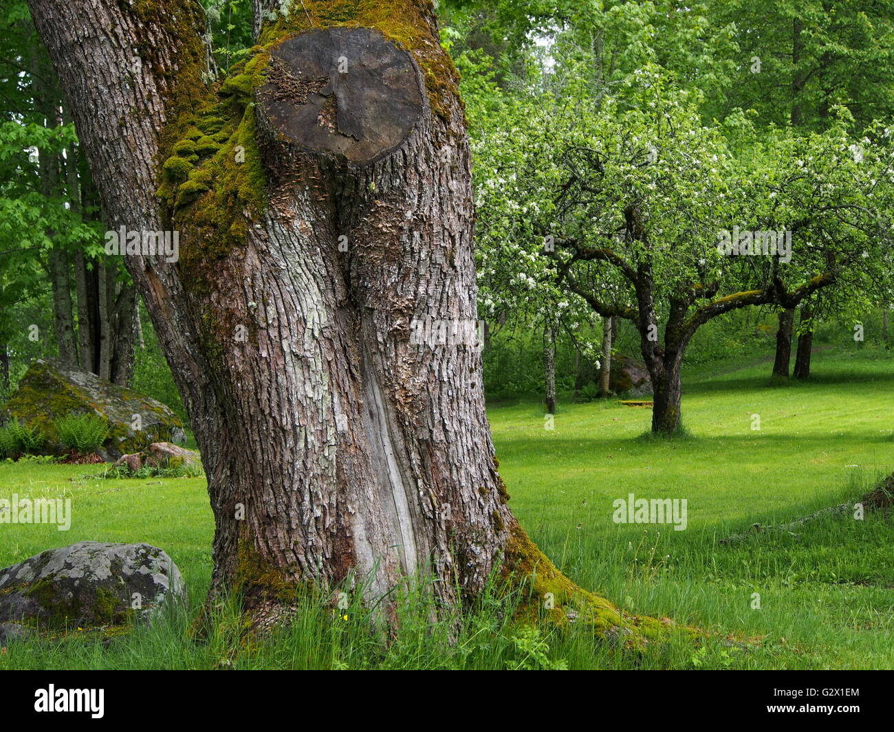 Garden fruit trees hi-res stock photography and images - Alamy