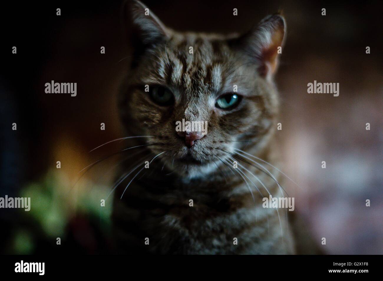 Cat says hi-res stock photography and images - Alamy