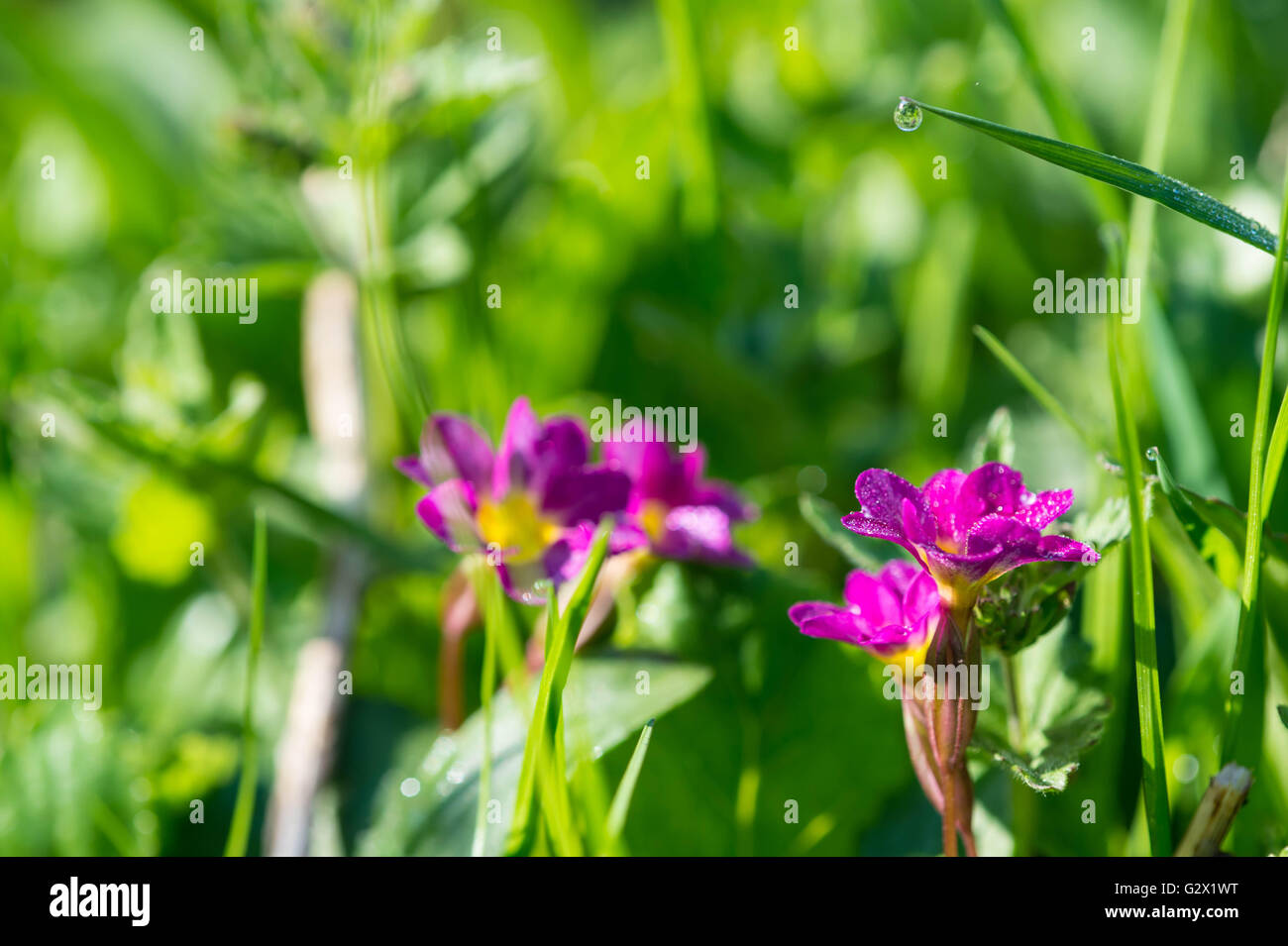 Primrose flowers in a spring garden after rain Stock Photo - Alamy