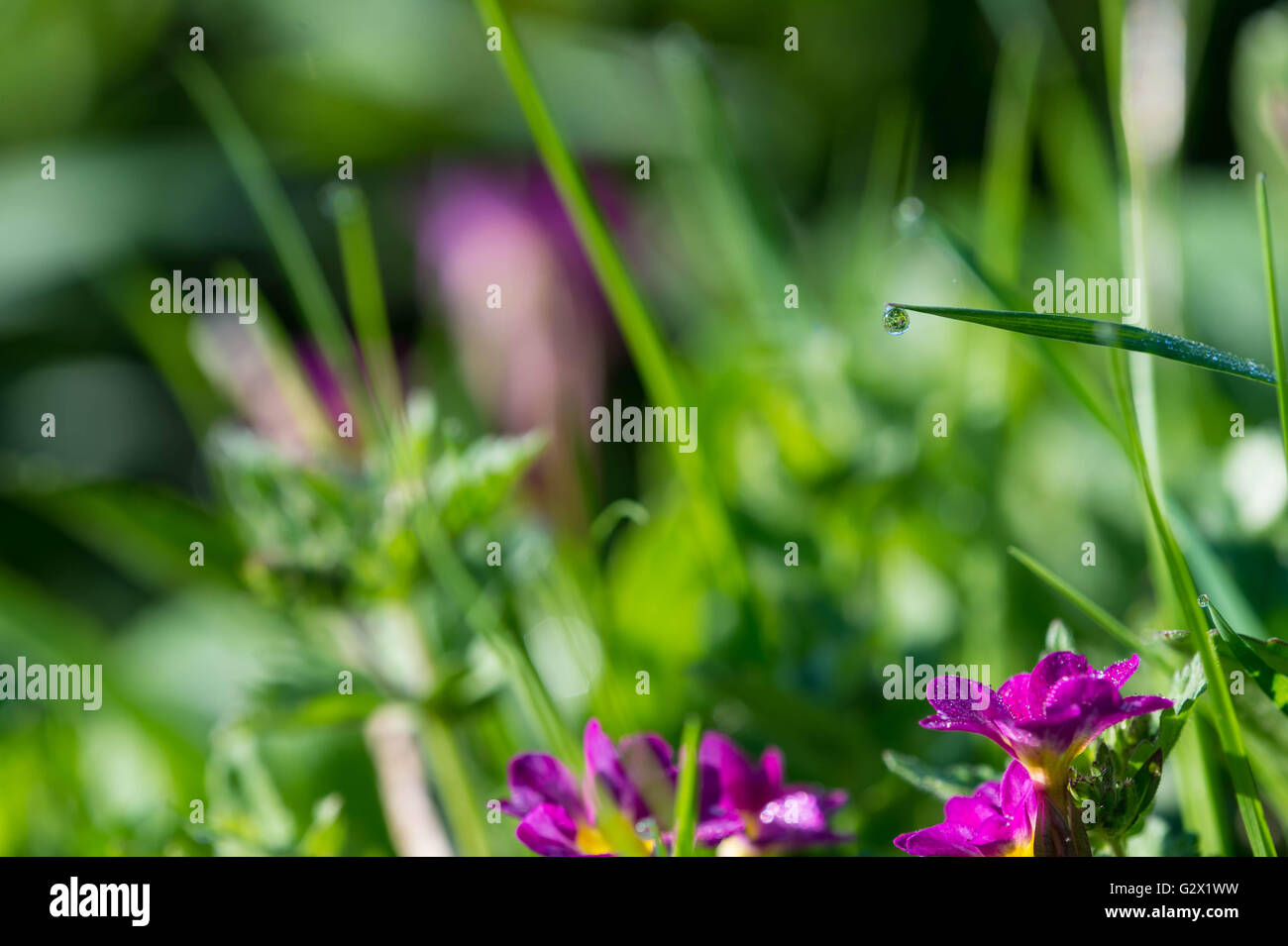 Primrose flowers in a spring garden after rain Stock Photo - Alamy