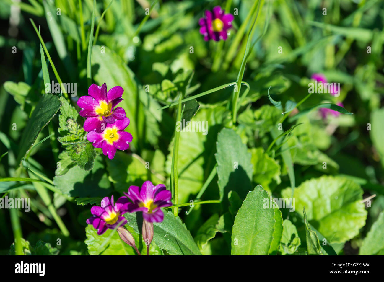 Flowers primula in a spring garden Stock Photo - Alamy