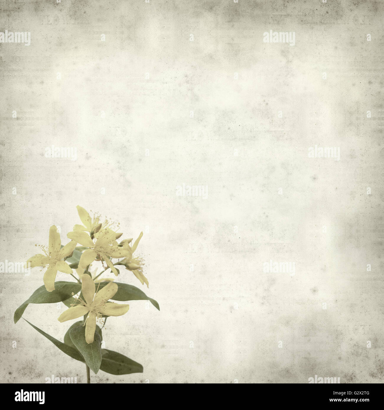 textured old paper background with Canary Islands St. John's-wort Stock ...