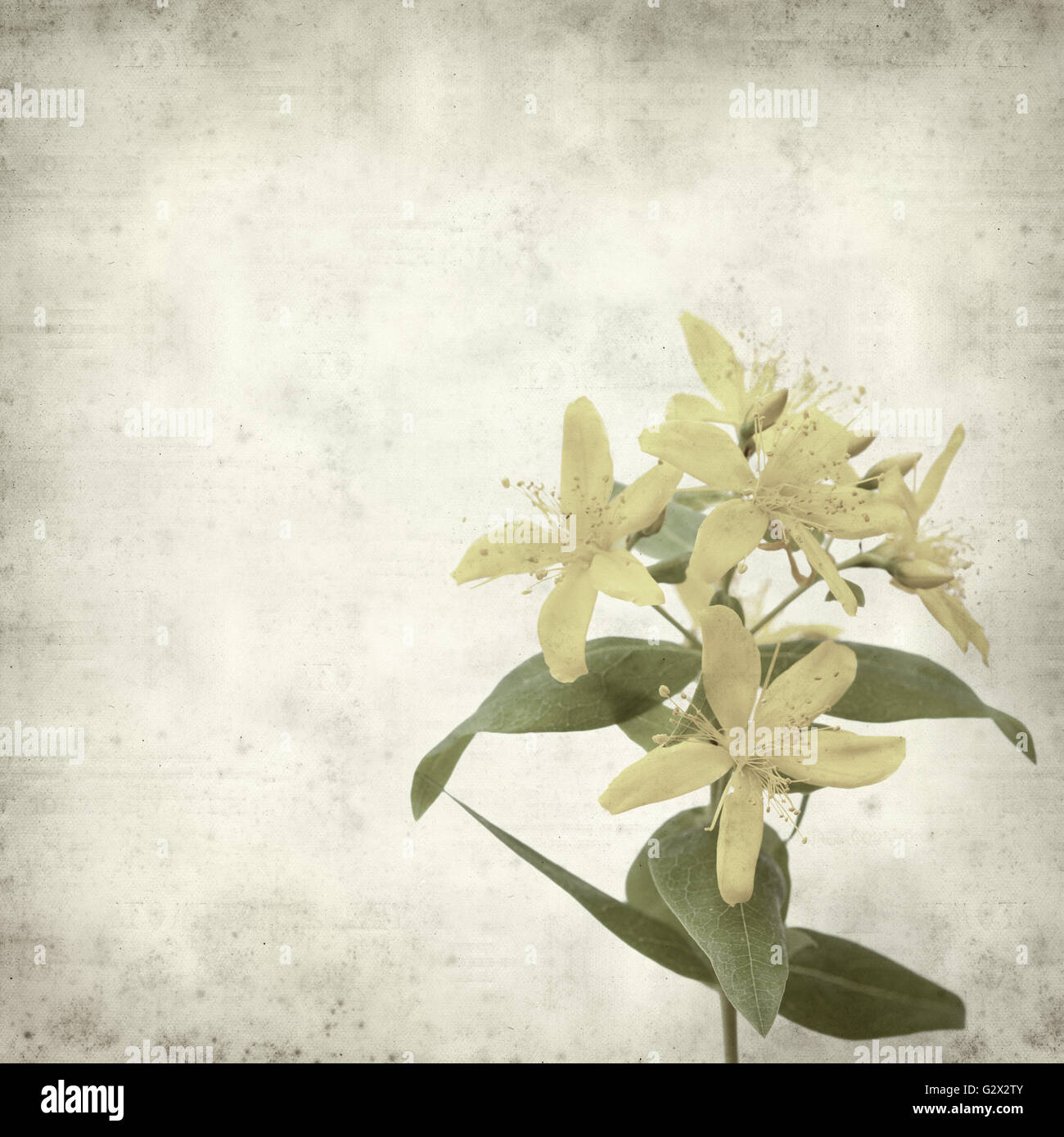 textured old paper background with Canary Islands St. John's-wort Stock ...
