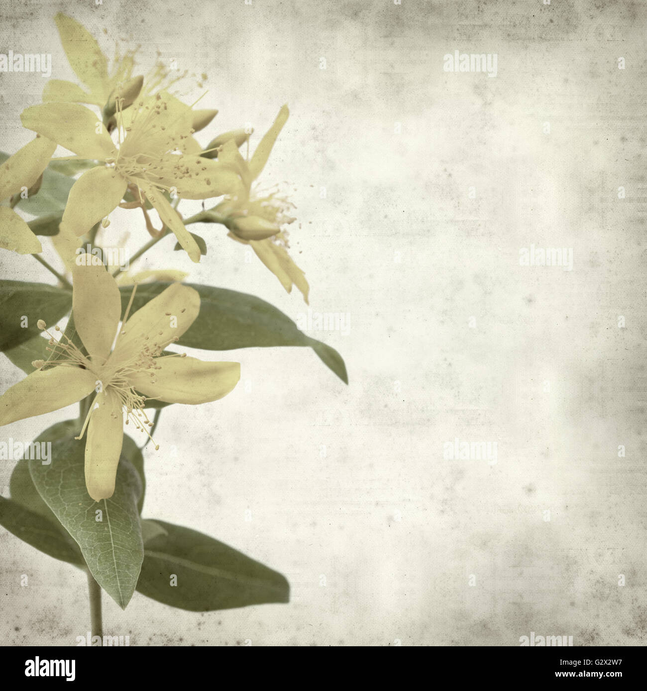 textured old paper background with Canary Islands St. John's-wort Stock ...