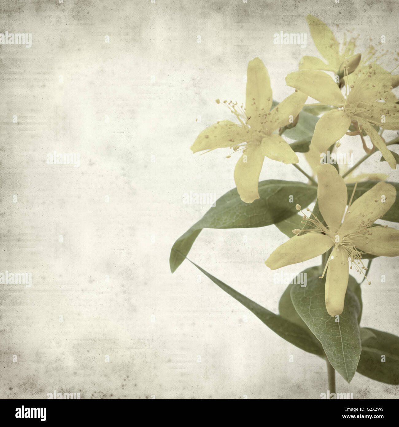 textured old paper background with Canary Islands St. John's-wort Stock ...
