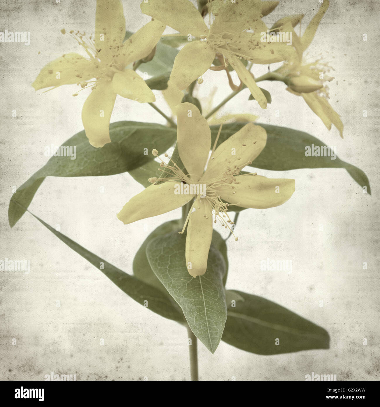textured old paper background with Canary Islands St. John's-wort Stock ...