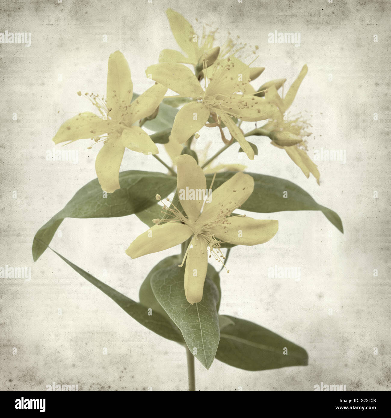 textured old paper background with Canary Islands St. John's-wort Stock ...