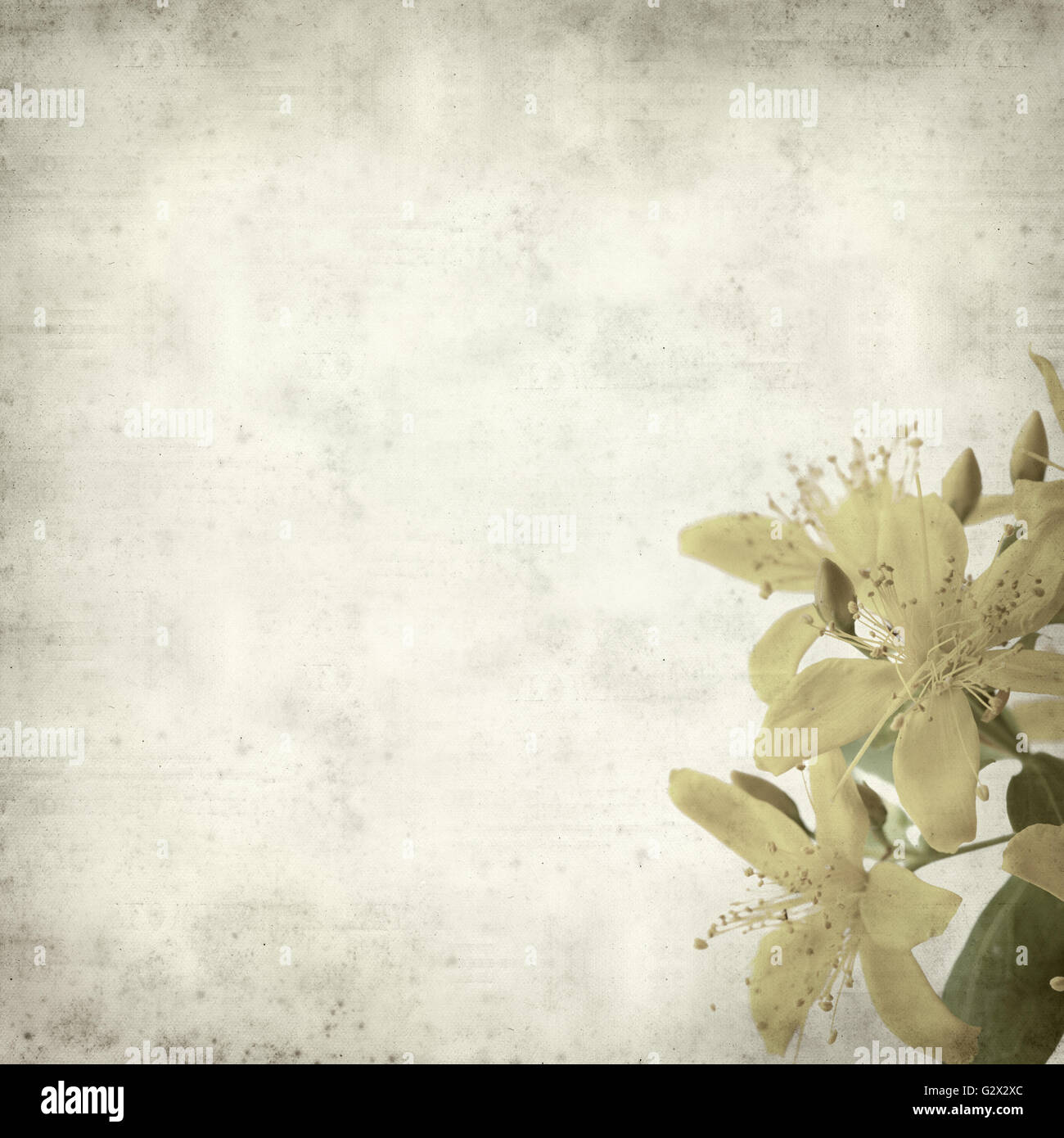 textured old paper background with Canary Islands St. John's-wort Stock ...