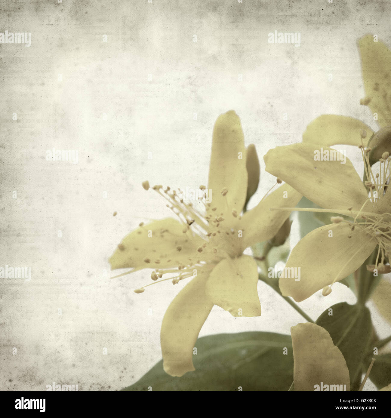 textured old paper background with Canary Islands St. John's-wort Stock ...
