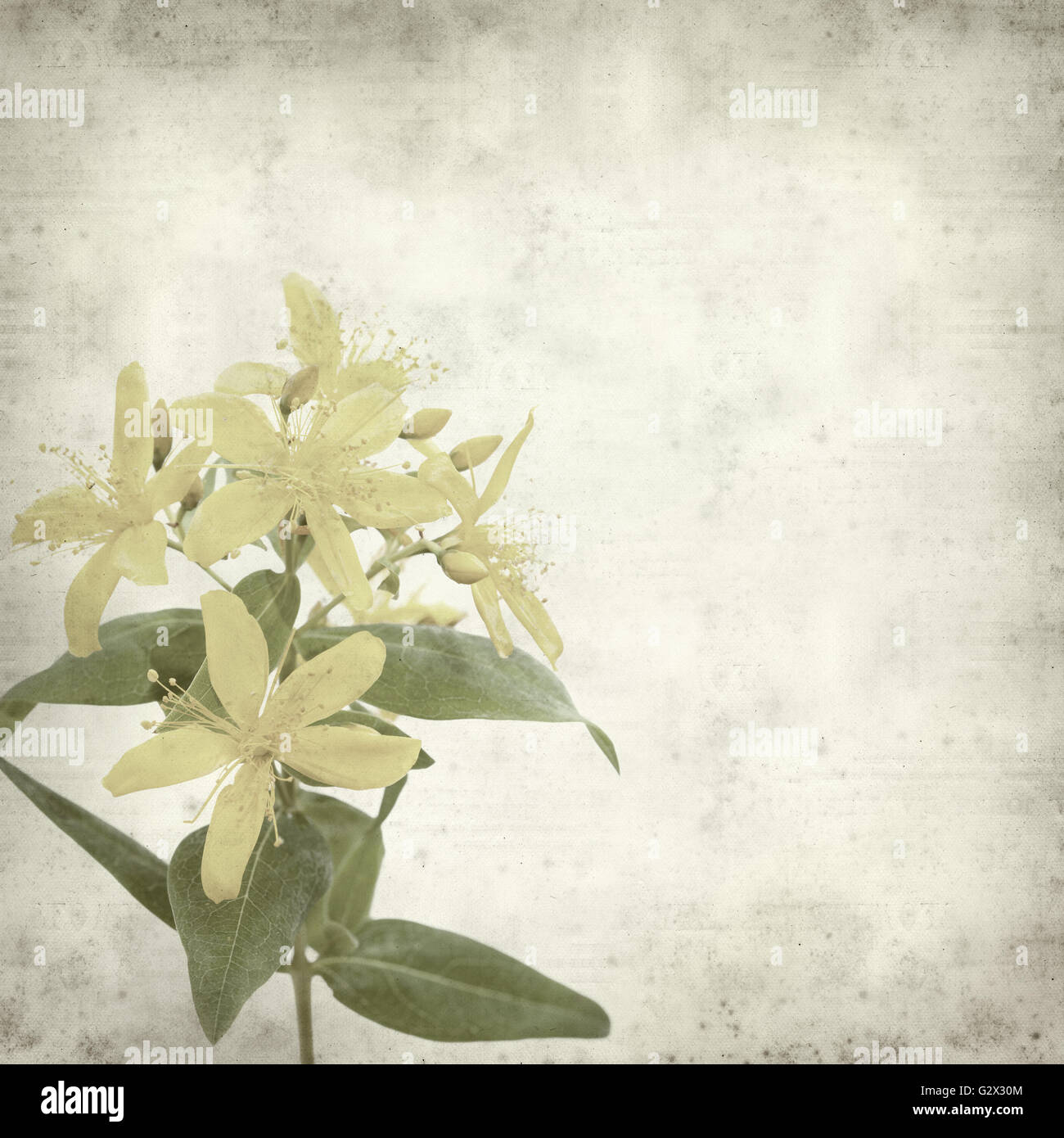 textured old paper background with Canary Islands St. John's-wort Stock ...