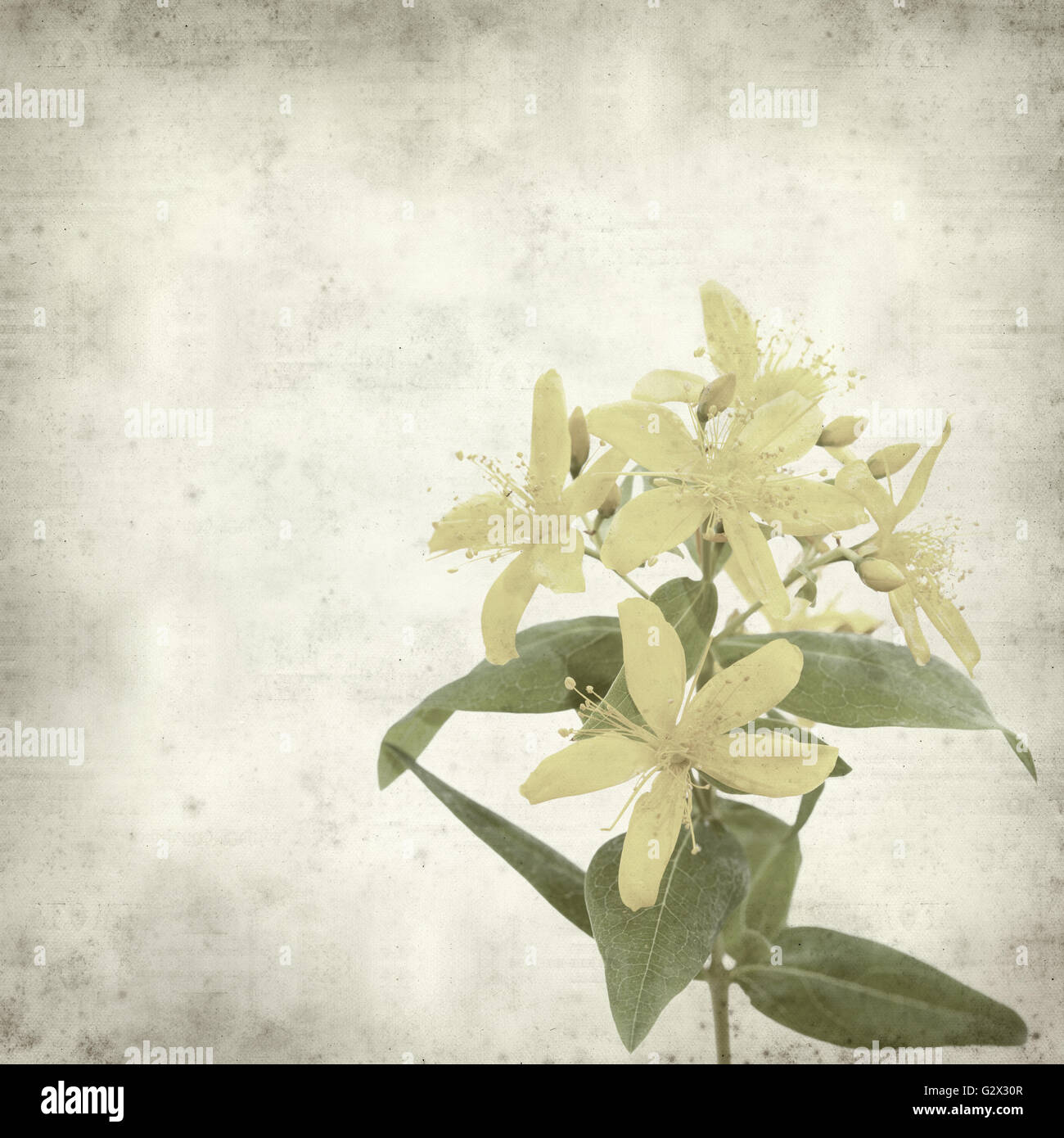textured old paper background with Canary Islands St. John's-wort Stock ...