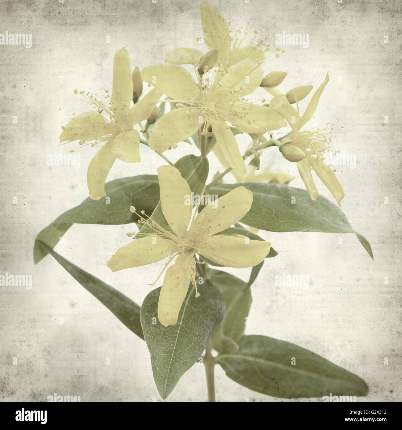 textured old paper background with Canary Islands St. John's-wort Stock ...