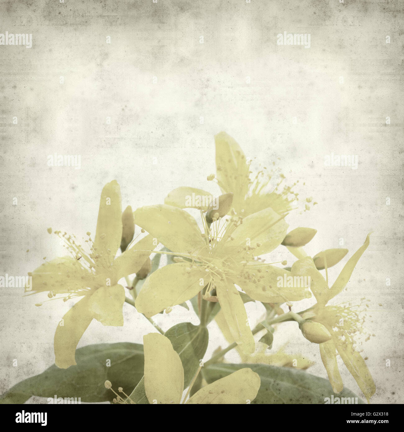 textured old paper background with Canary Islands St. John's-wort Stock ...