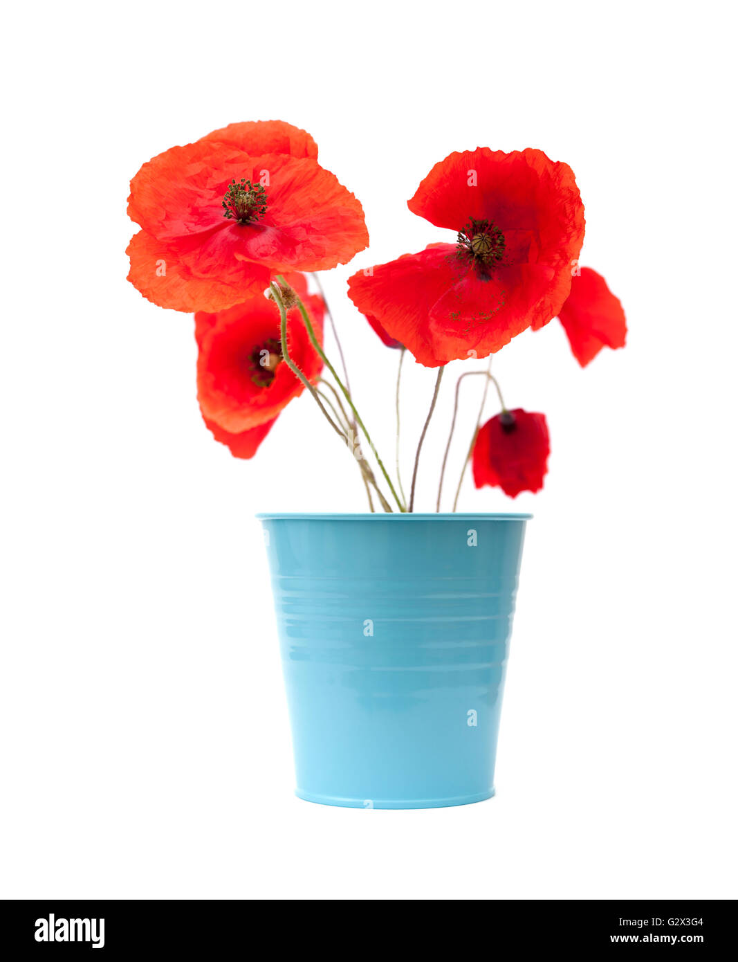 Field poppy bunch Cut Out Stock Images & Pictures - Alamy