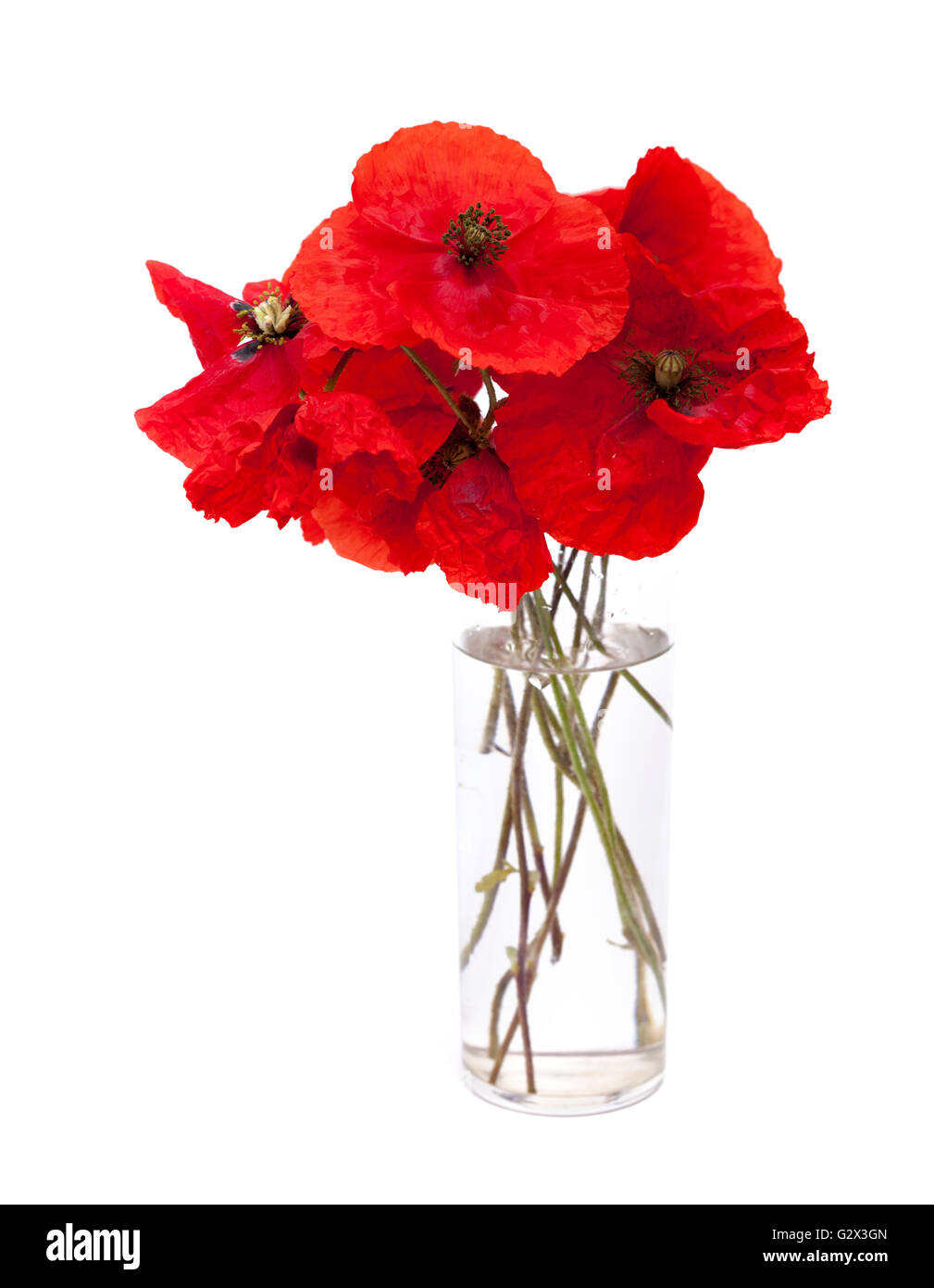 bright red poppy isolated on white background Stock Photo - Alamy