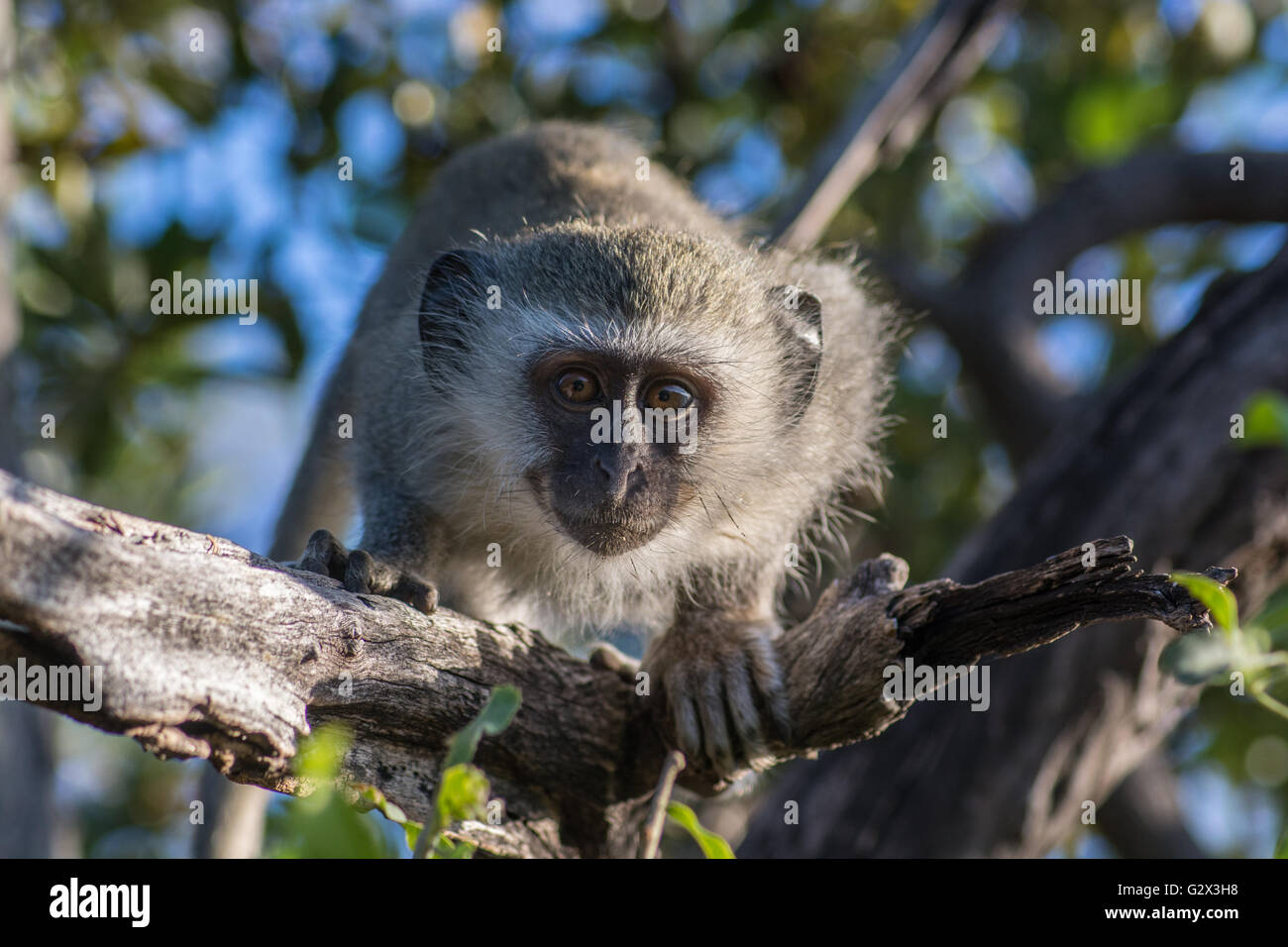 Vervet Monkeys Batoka Gorge Zimbabwe Stock Photo - Alamy