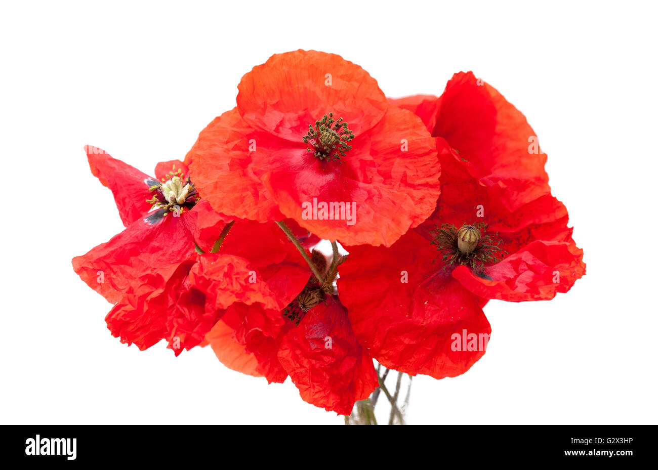 bright red poppy isolated on wjite background Stock Photo - Alamy