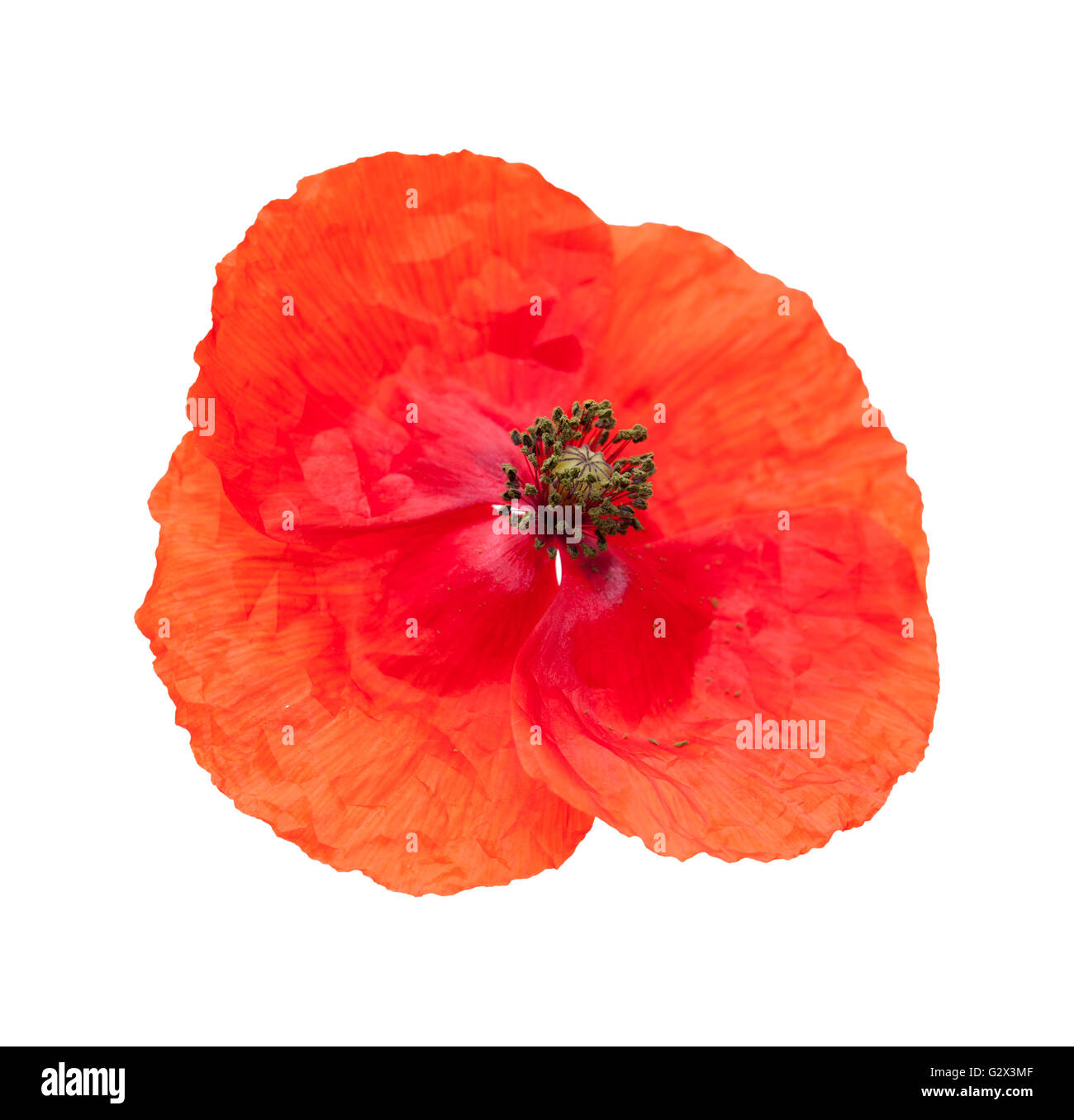 bright red poppy isolated on wjite background Stock Photo - Alamy