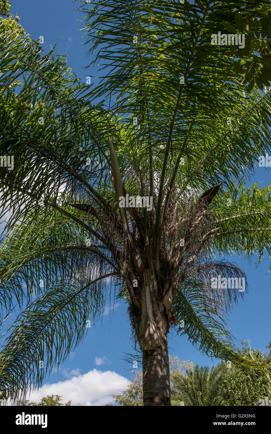 Date Palm at Gorges Lodge in Zimbabwe Stock Photo - Alamy