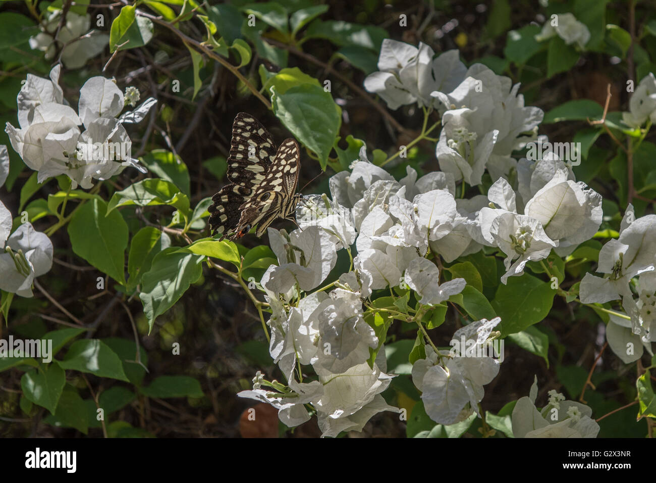 Zimbabwe butterfly hi-res stock photography and images - Alamy