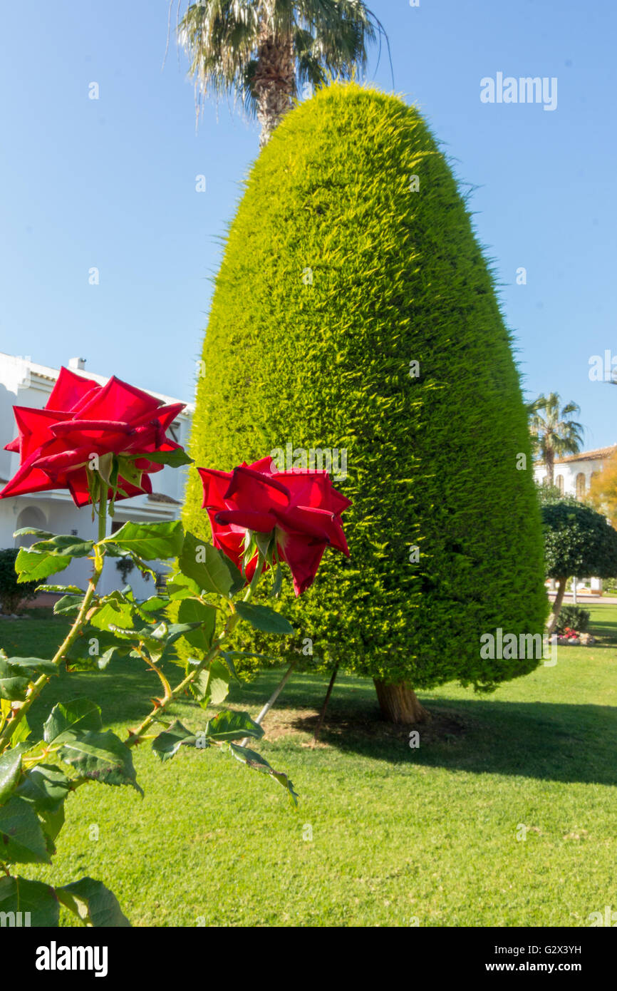 Large rose bush hi-res stock photography and images - Alamy
