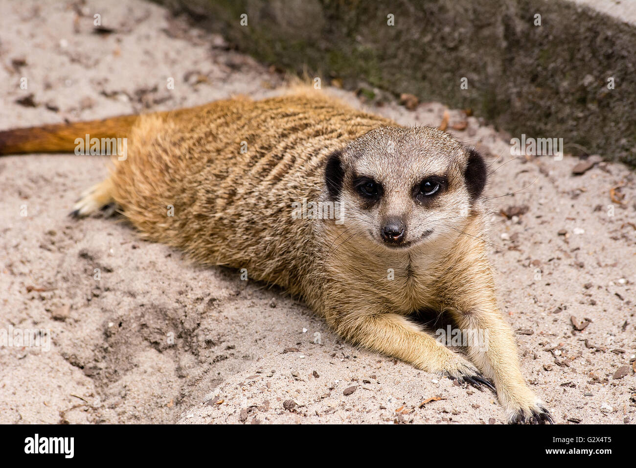Suricate in the zoo in Krakow (Poland Stock Photo - Alamy