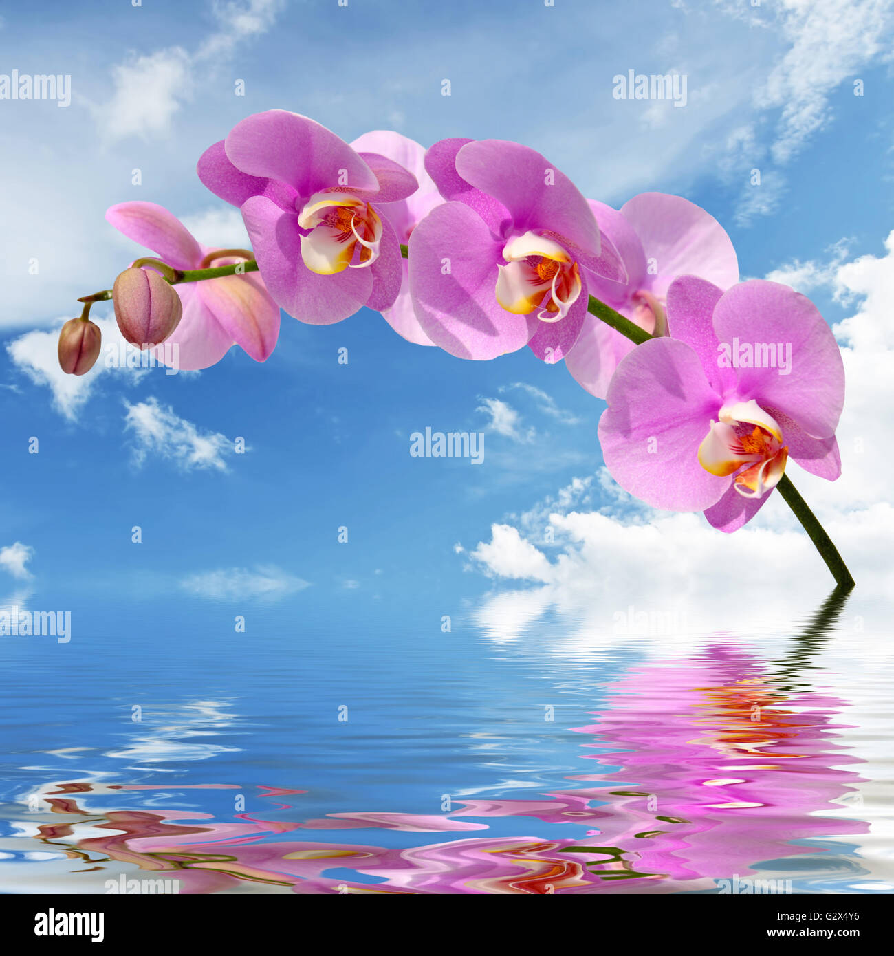 Water over flowers hi-res stock photography and images - Alamy