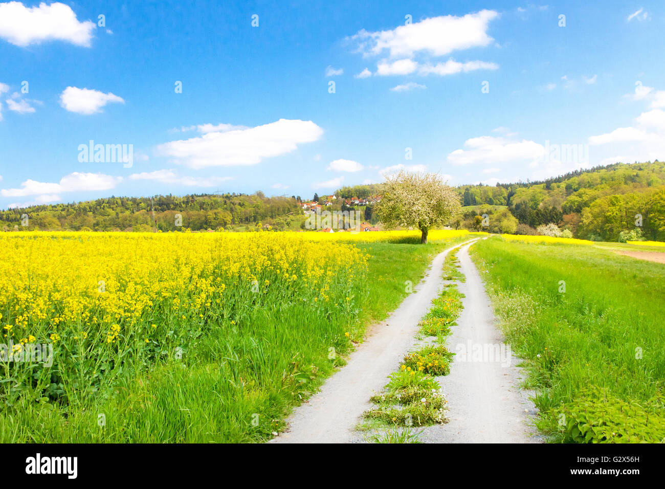 Nature path in springtime Stock Photo - Alamy