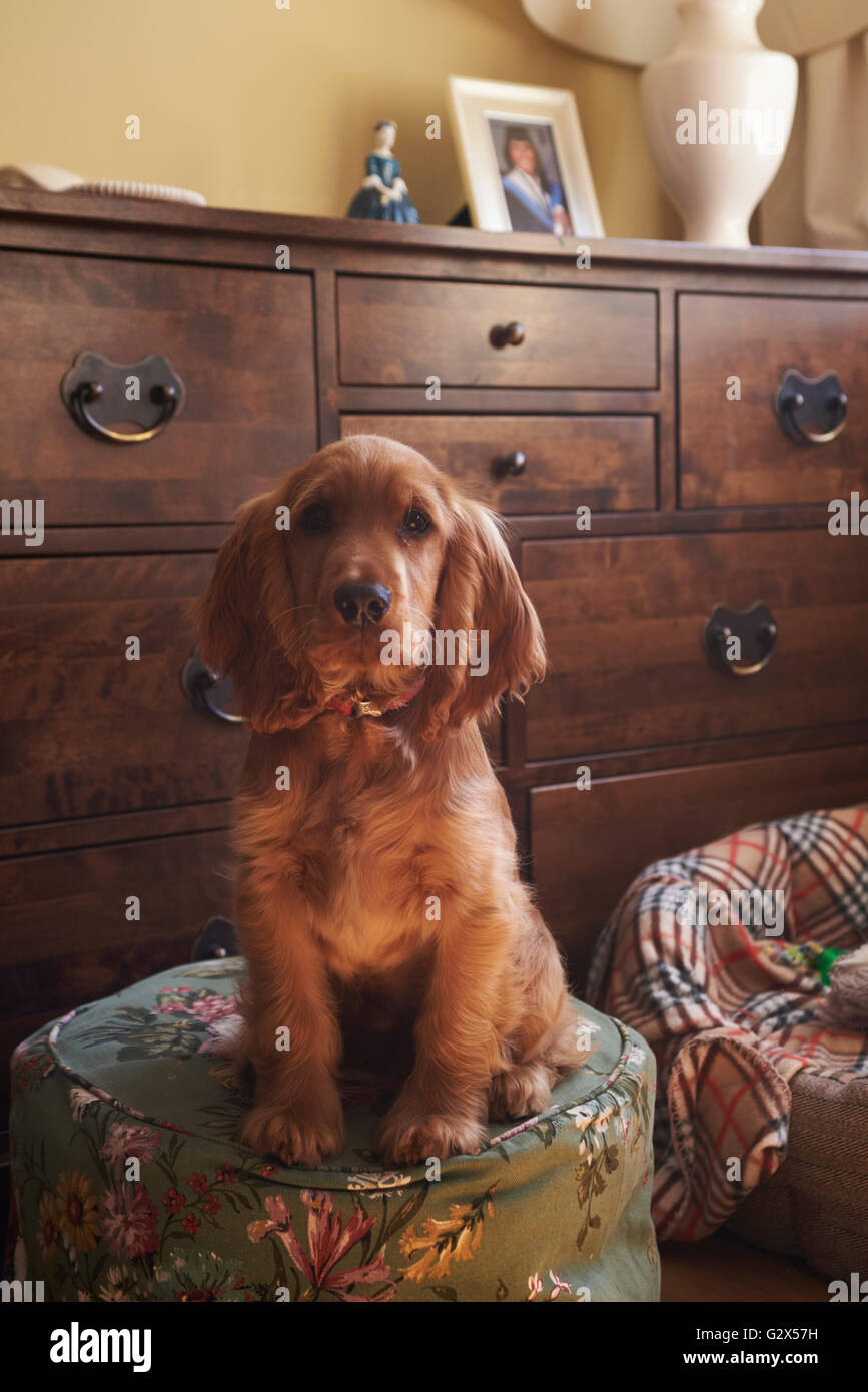 Cocker Spaniel Puppy Sitting On Furniture At Home Stock Photo - Alamy