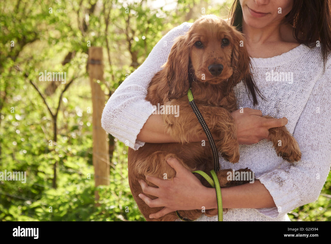 Cocker Spaniel Owner Holding Dog On Outdoor Walk Stock Photo - Alamy