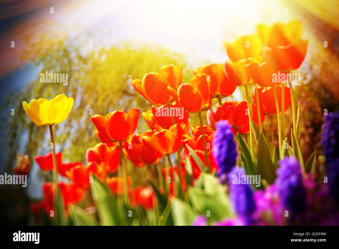 Sunny garden in springtime Stock Photo - Alamy