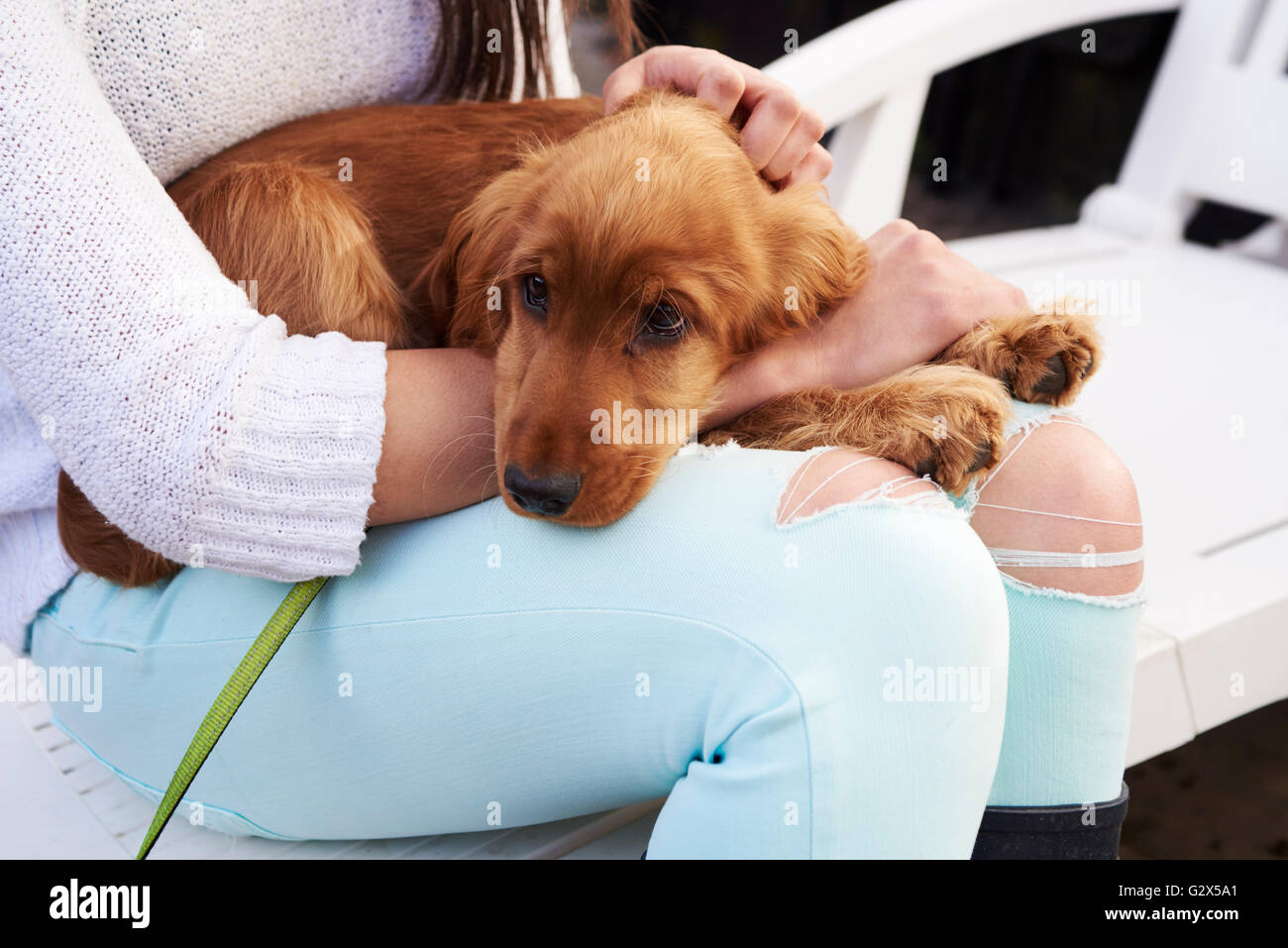 Close Up Of Cocker Spaniel Owner Cuddling Dog After Walk Stock Photo ...