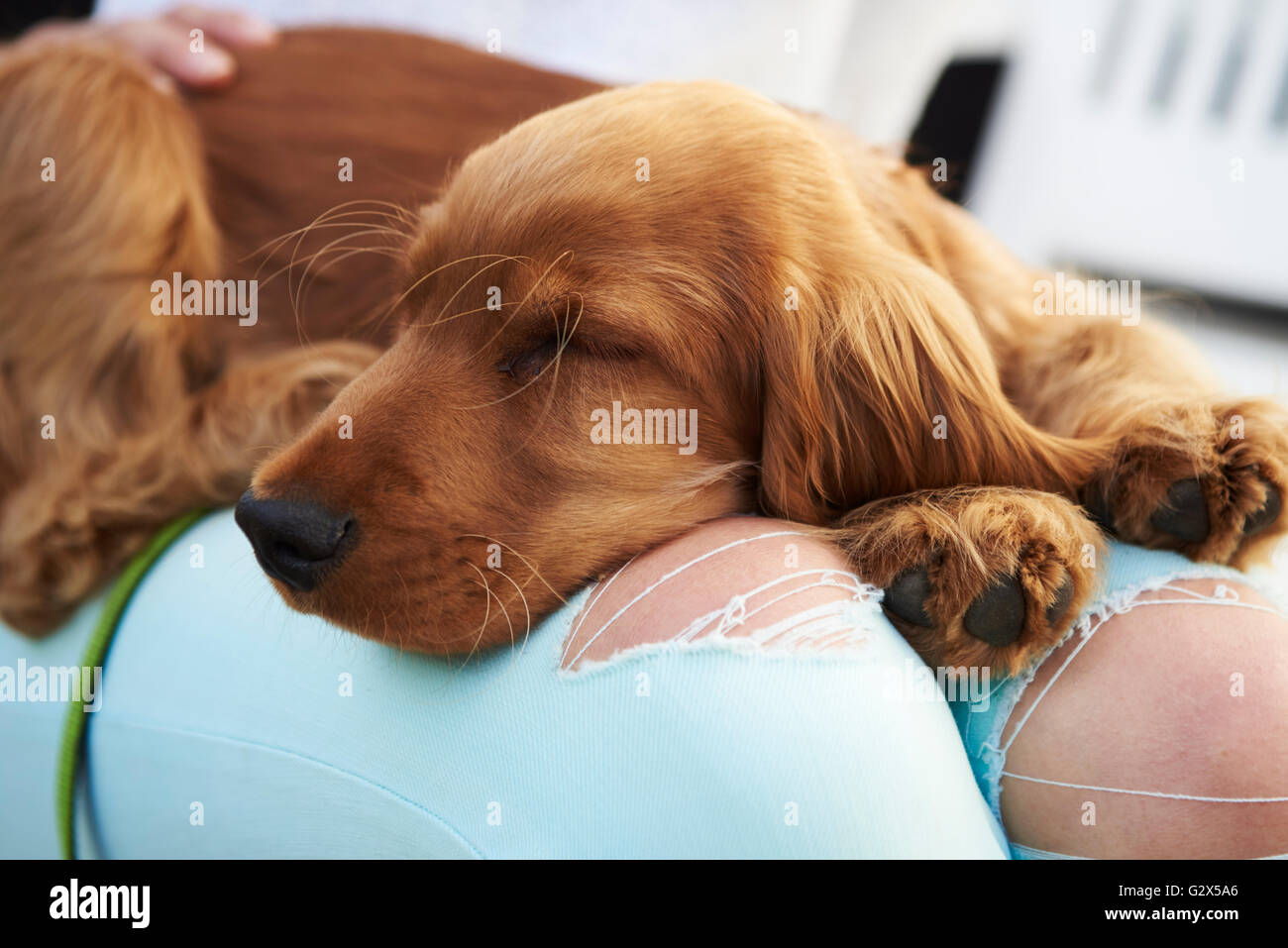Close Up Of Cocker Spaniel Puppy Sleeping After Walk Stock Photo - Alamy
