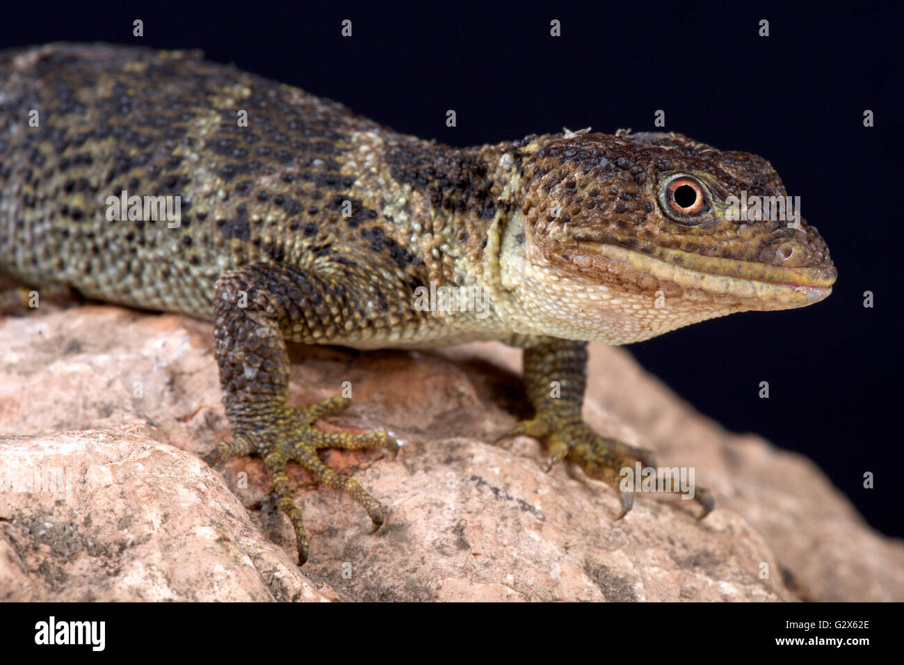 flathead knob-scaled lizard (Xenosaurus platyceps Stock Photo - Alamy