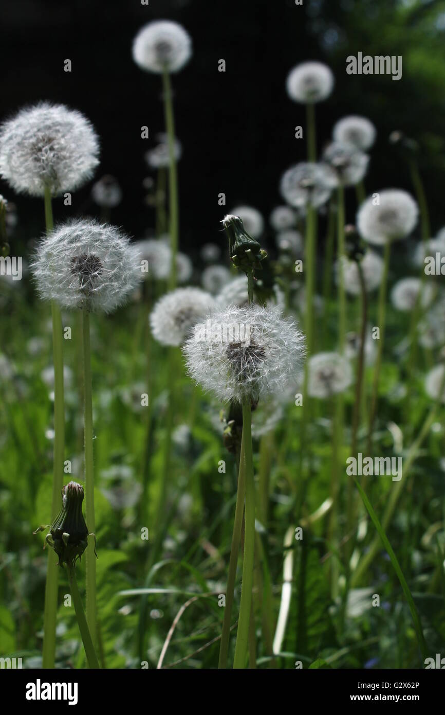 sticks of bloom dandelion with lace white spheres on top in spring ...