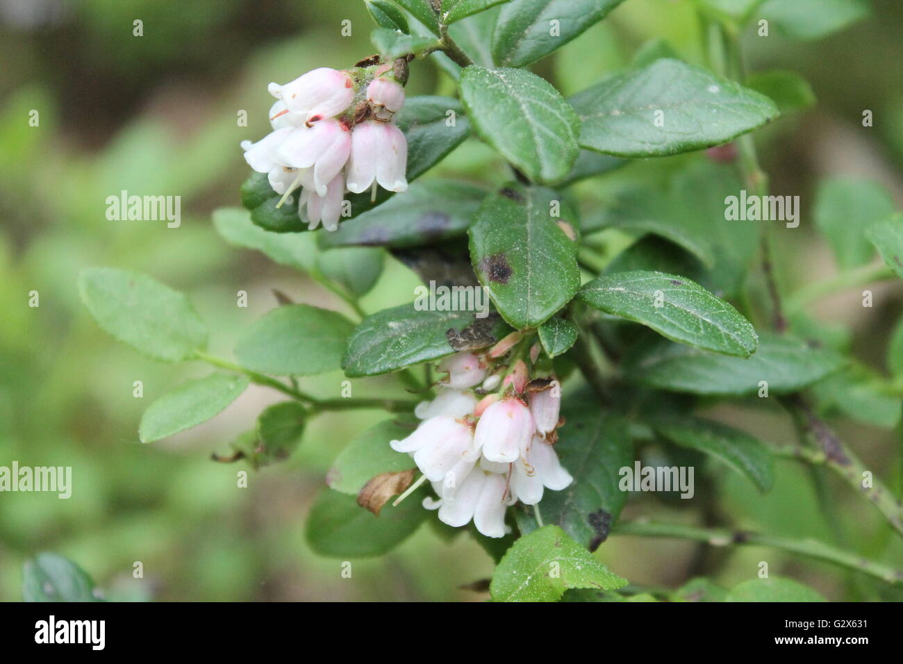 tender pink color bloom flowers of cranberries on green stick with ...